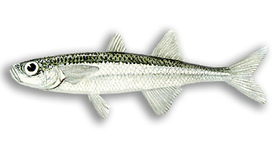 AEHRENFISCHE IQF - Madia